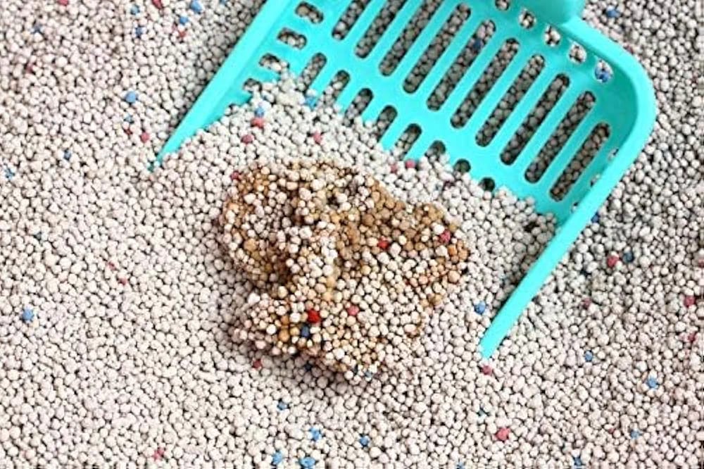 CatchCat Bentonite Cat Litter Rose 10L | Mew Mew Shop BD